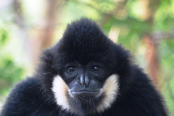 Gibbons, Up Close and Personal - The Three Tomatoes