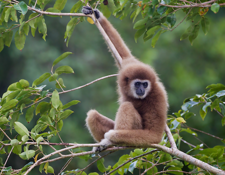 Gibbons, Up Close and Personal - The Three Tomatoes