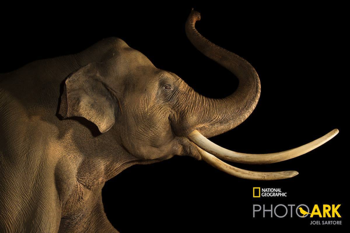 Mojo, Photo Ark, Dragon Parade, New Trail, Degas+