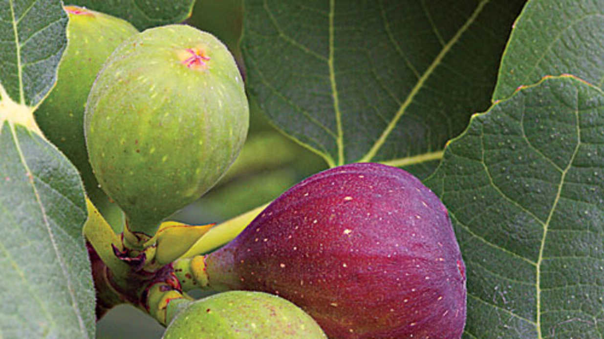 Fig Tree Fears - The Three Tomatoes