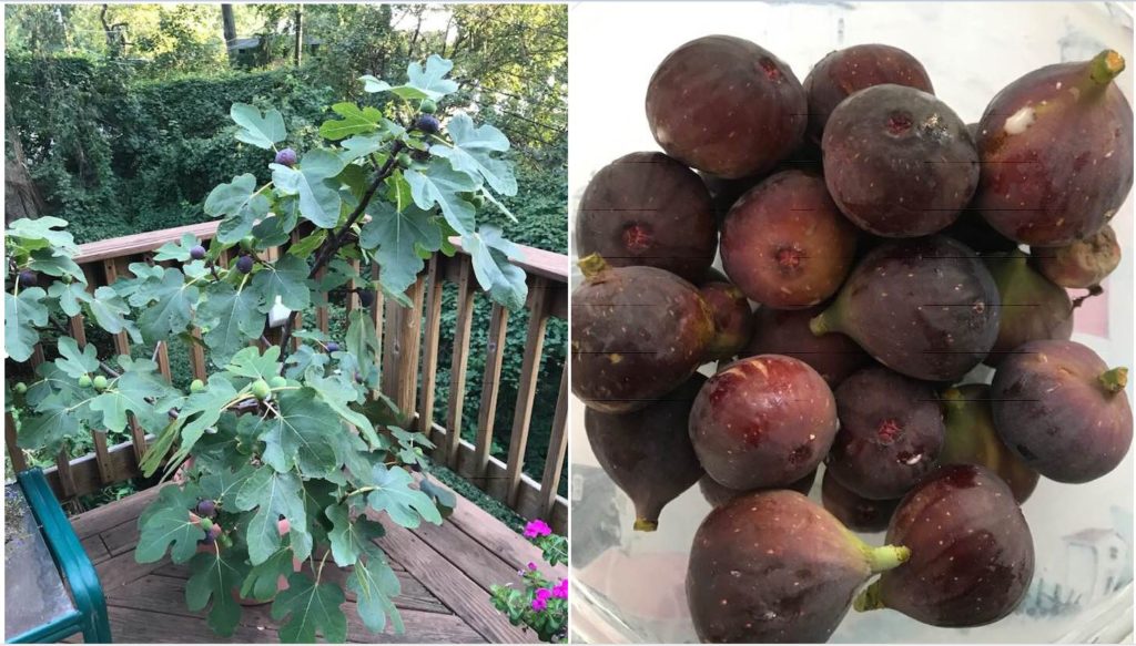 Two Delicious Fig Recipes - The Three Tomatoes