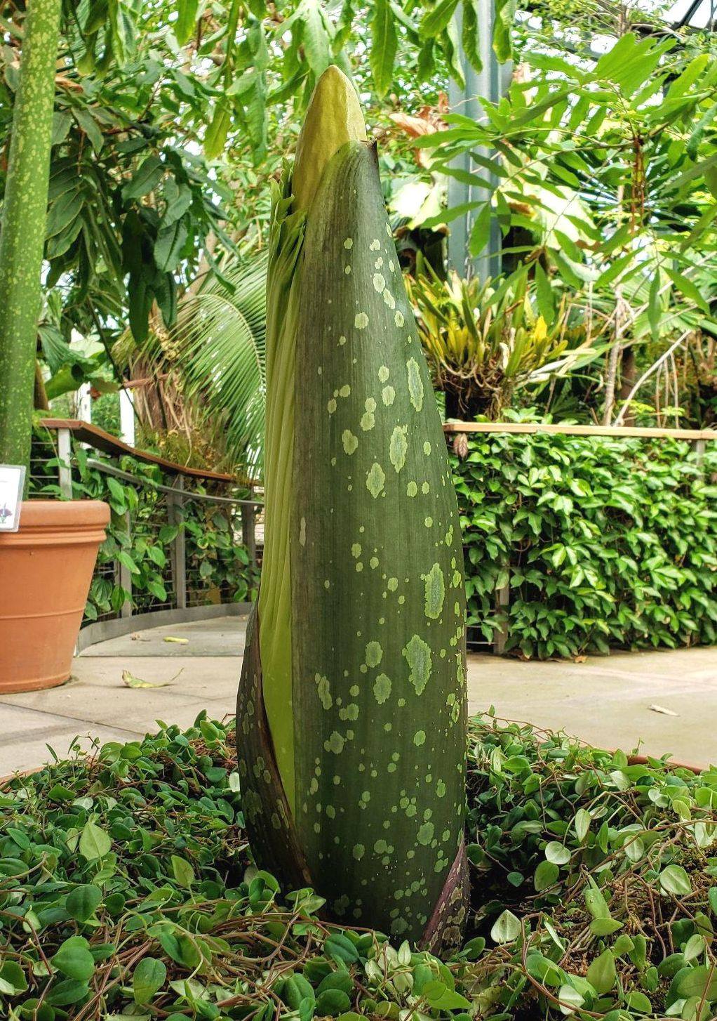 LA LIFE: LA Zoo, Butterflies, Stinky Plant & Succulents, Historic Tours ...