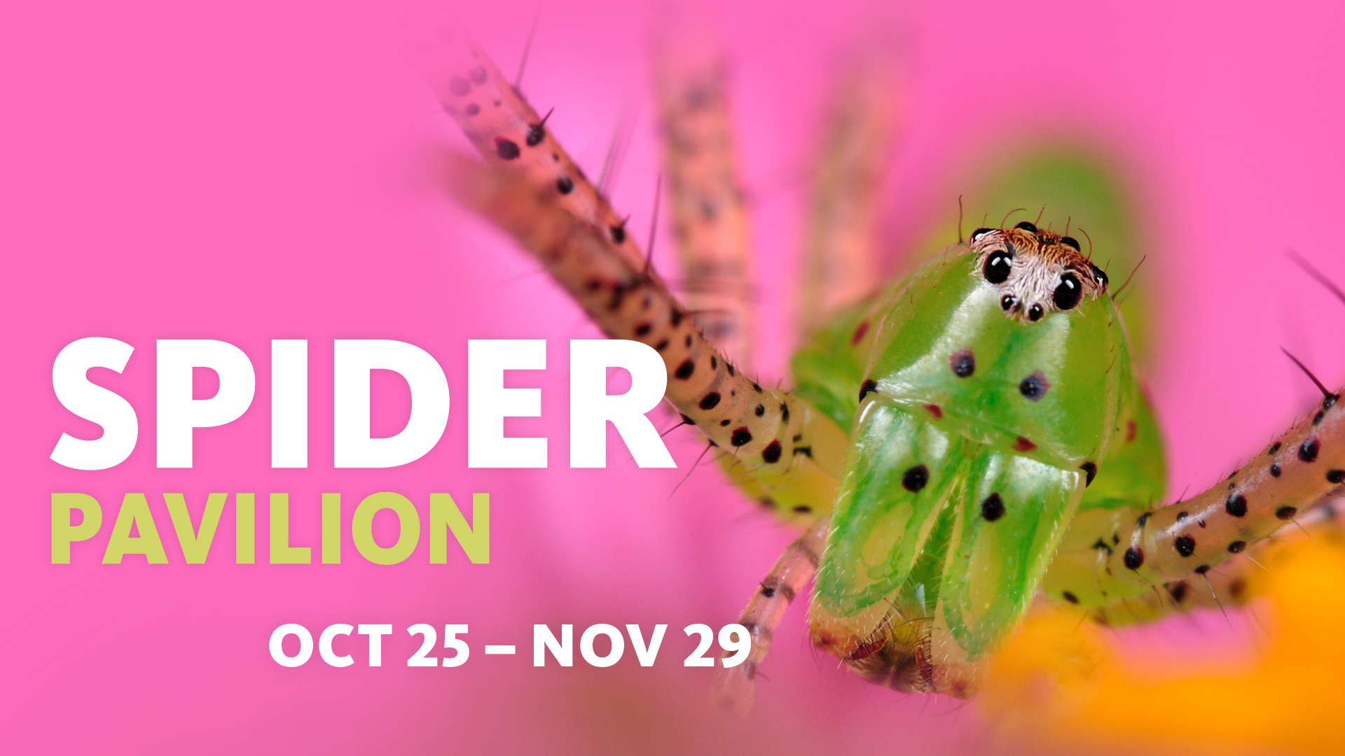 Spider-Pavilion-1 - The Three Tomatoes