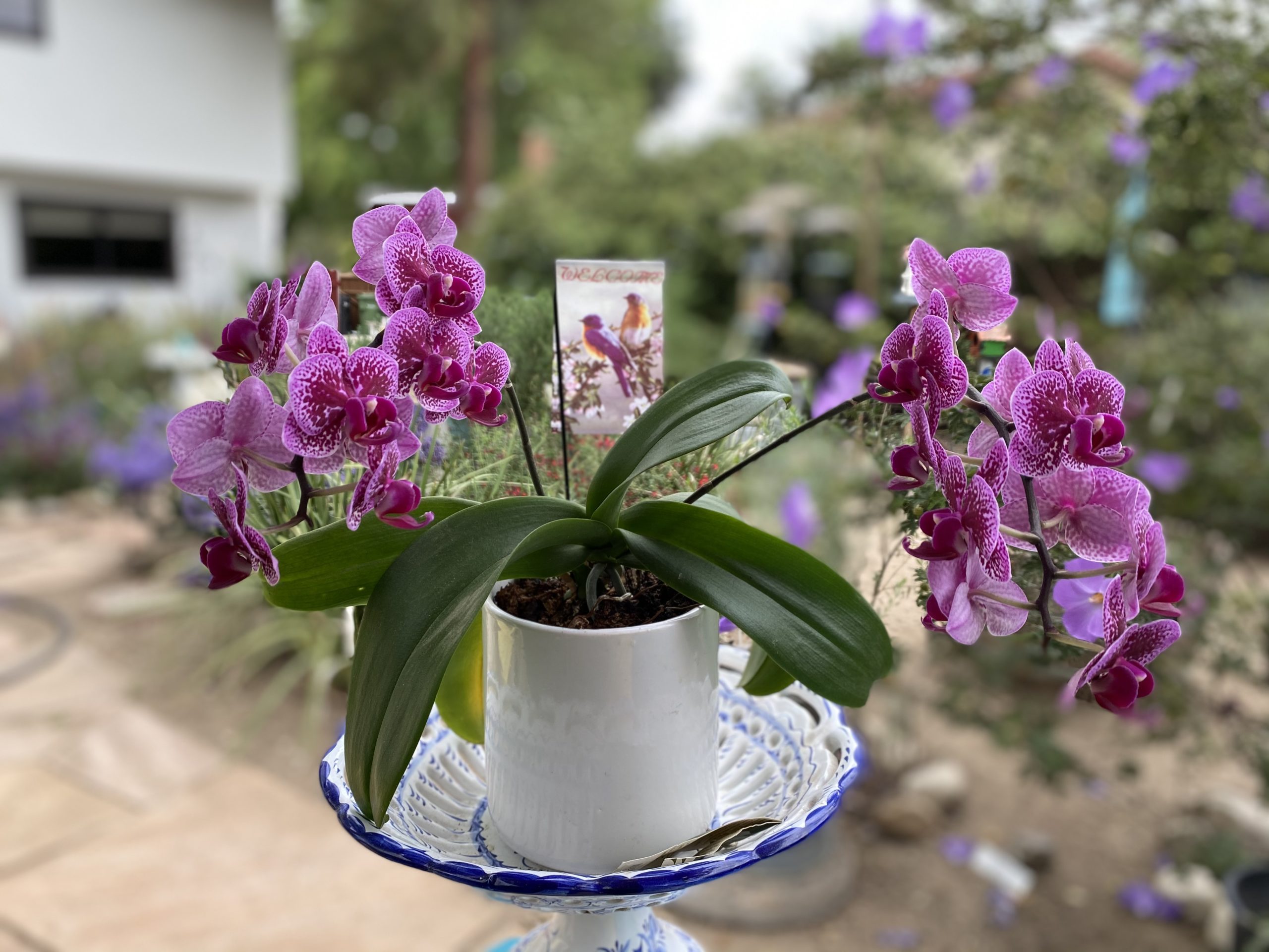 My Miracle Orchid - The Three Tomatoes