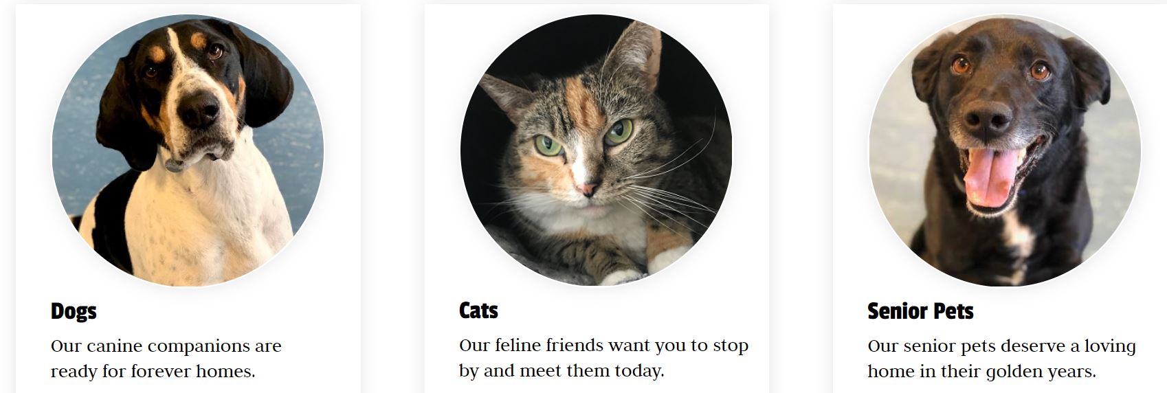 SH animal shelter - The Three Tomatoes