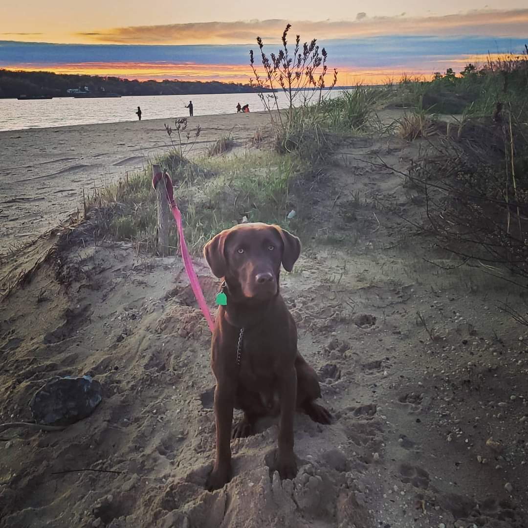 Rescue Dogs: Meet Corey - The Three Tomatoes