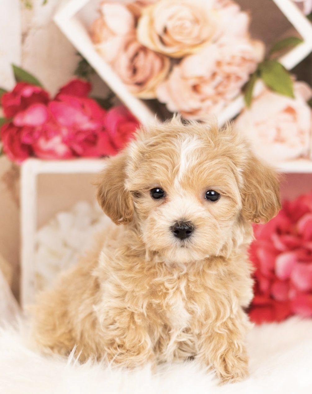 For The Love of Pups: A Puppy Buyer’s Guide - The Three Tomatoes