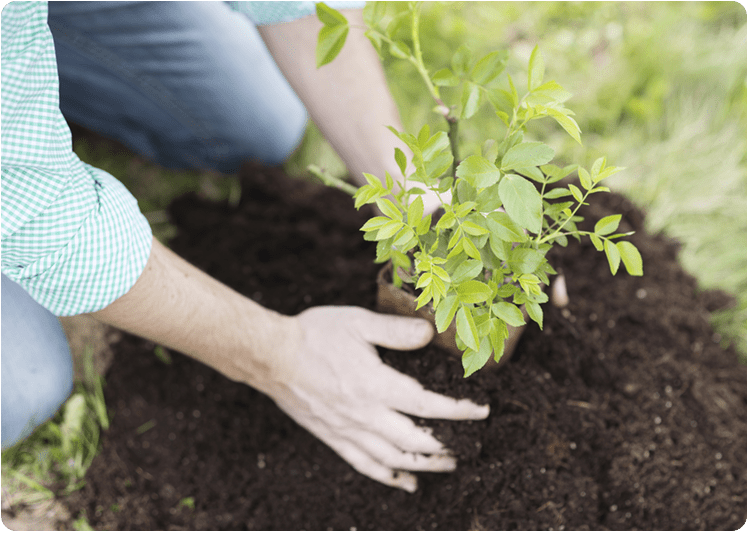 Tree Talk: 4 tips for planting trees - The Three Tomatoes
